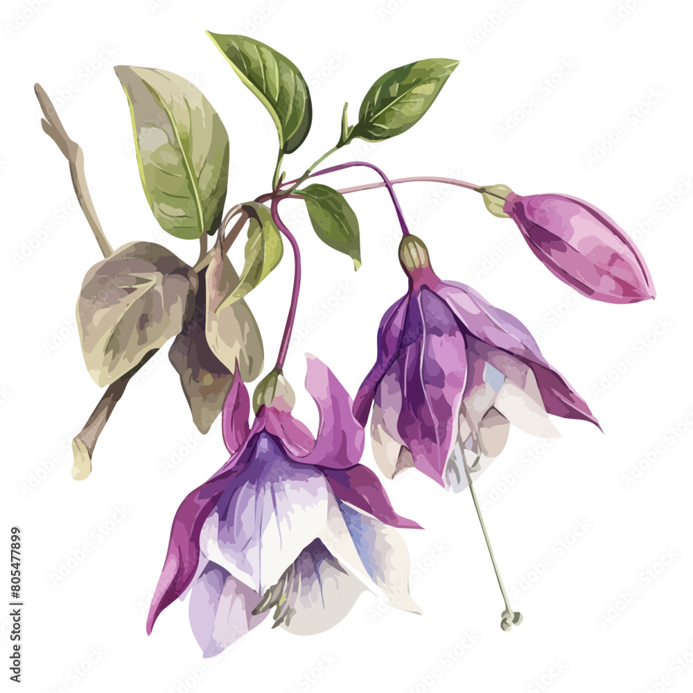 Watercolor drawing clipart of Bellflower (Campanula), isolated on a ...