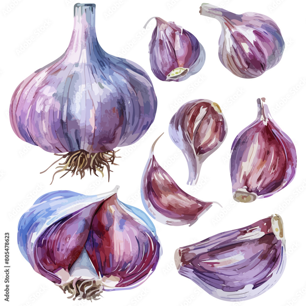 Watercolor vector of a Garlic set, isolated on a white background ...