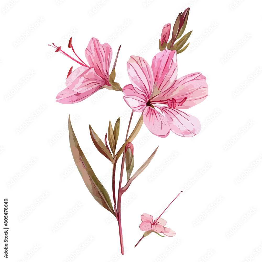 Watercolor of a gaura flower , isolated on a white background, gaura ...