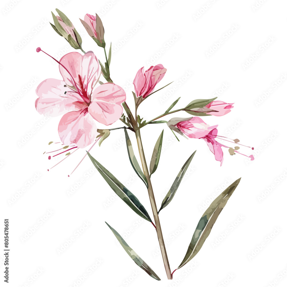Watercolor painting vector of a gaura flower (gaura lindheimeri ...