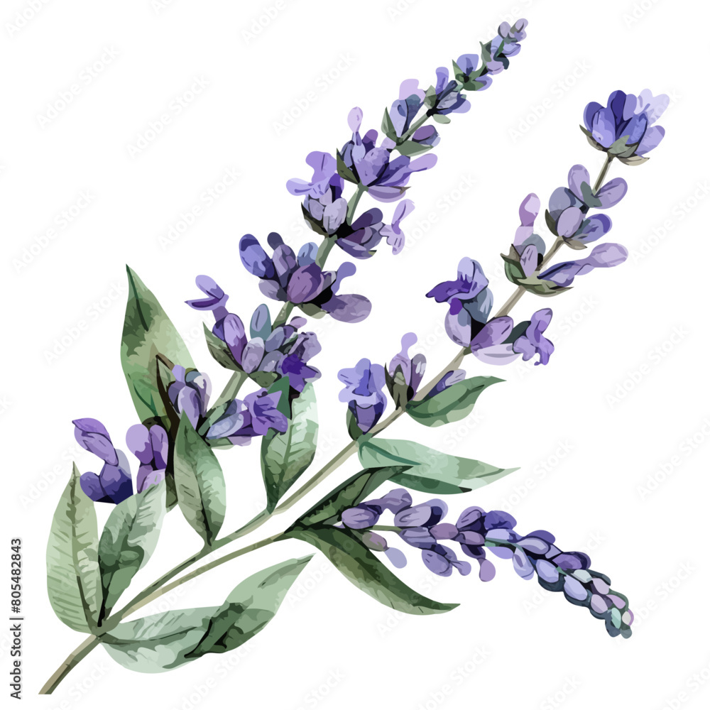 Watercolor Illustration of a Lavender, isolated on a white background ...