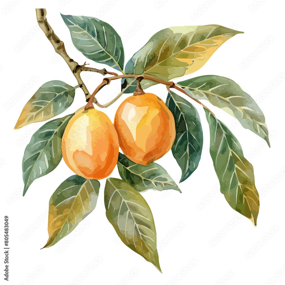 Watercolor Illustration of a Loquat fruit, isolated on a white ...
