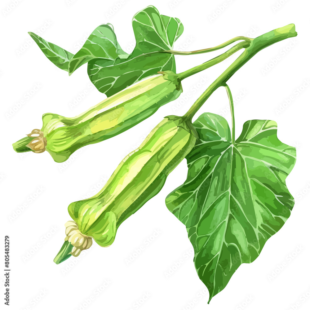 Watercolor vector of a okra with leaves, isolated on a white background ...
