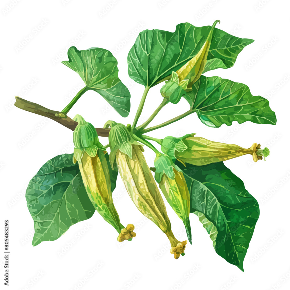 Watercolor painting of a okra plant, isolated on a white background ...