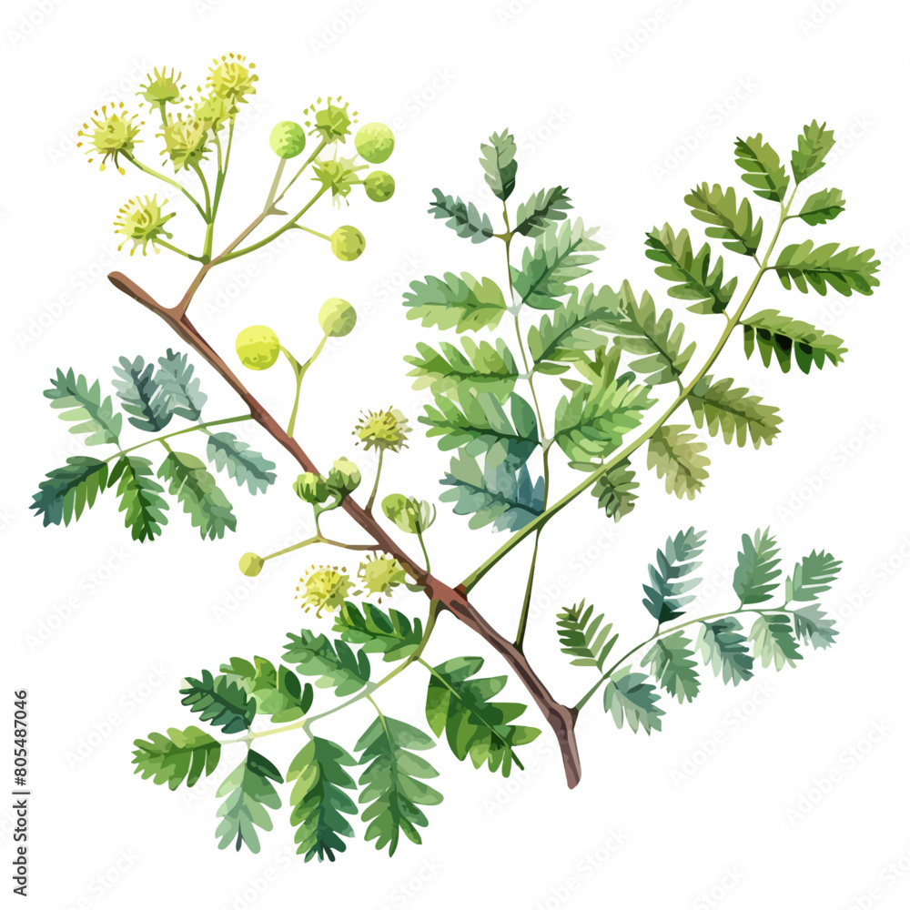 Watercolor drawing clipart of a mimosa plant (Sensitive plant ...