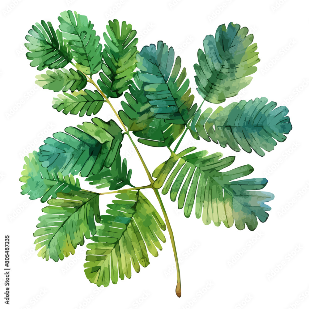 Watercolor vector of a mimosa plant (Sensitive plant), isolated on a ...