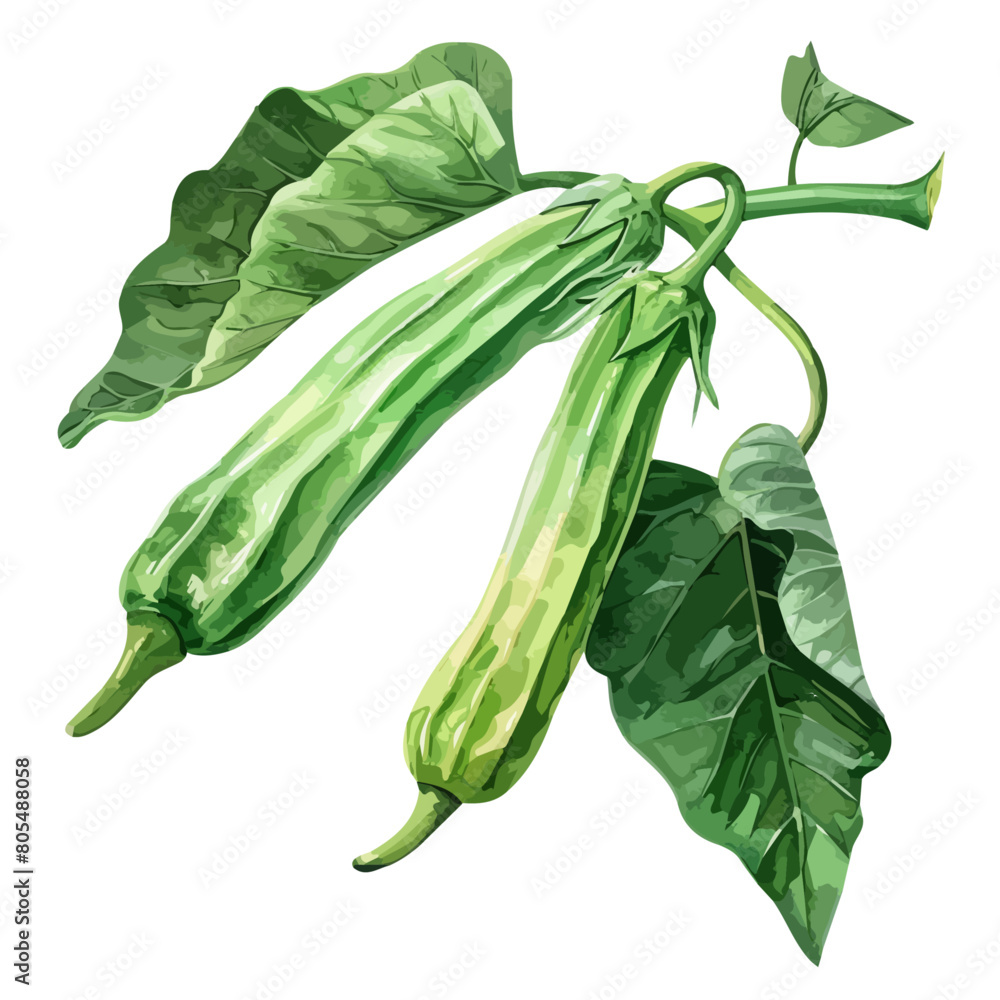 Watercolor vector of okra, isolated on a white background, design art ...