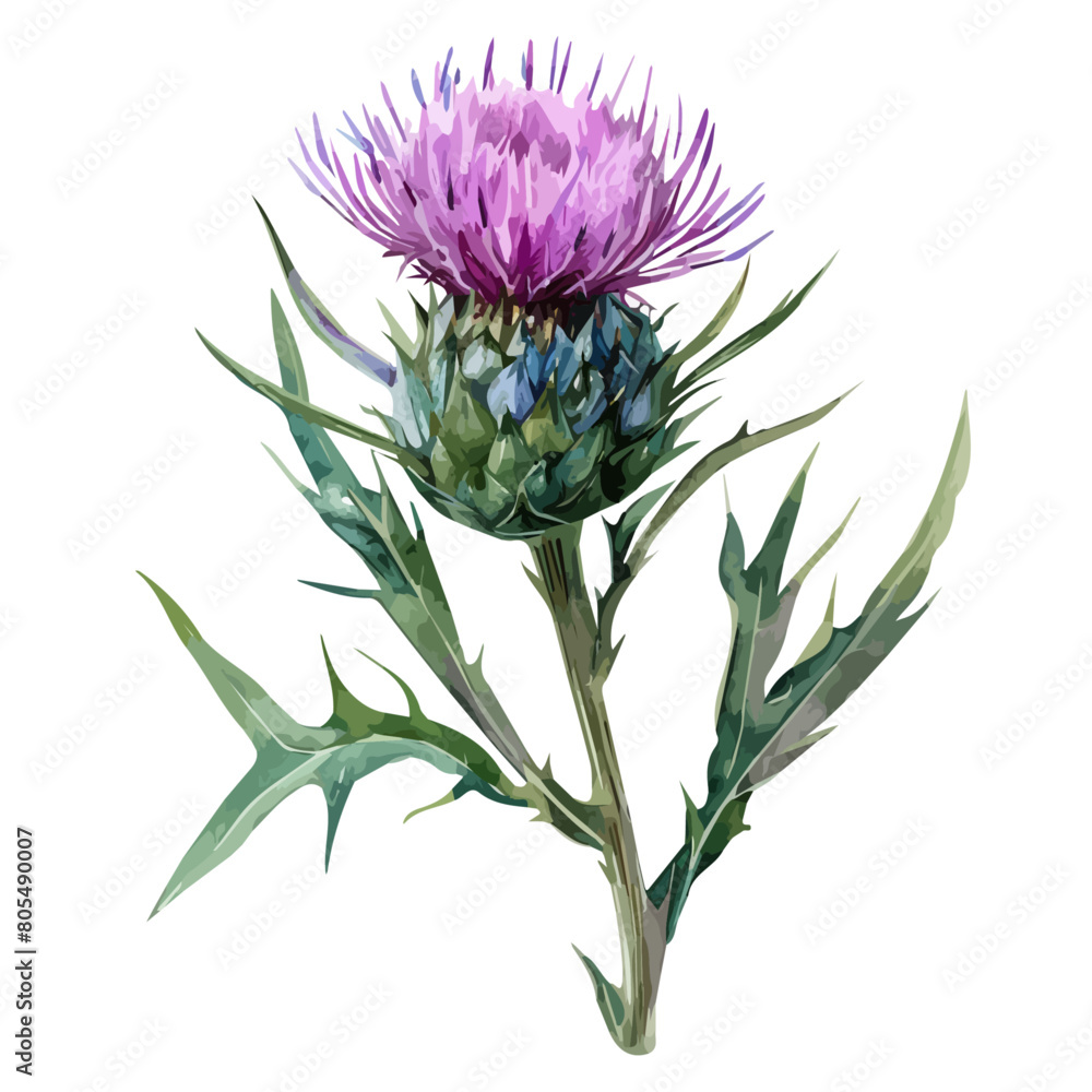 Watercolor drawing of a thistle flower (silybum marianum), isolated on ...