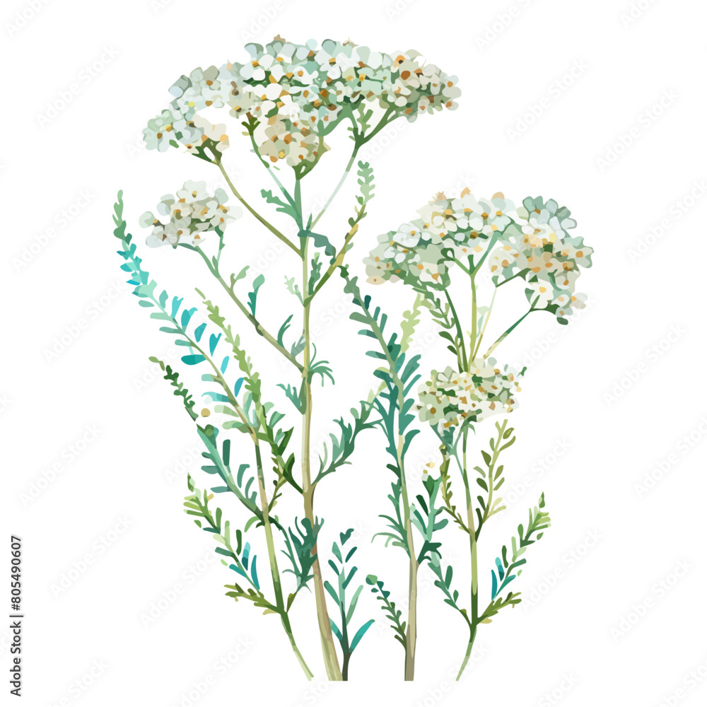 Watercolor vector of a yarrow Plant, isolated on a white background ...