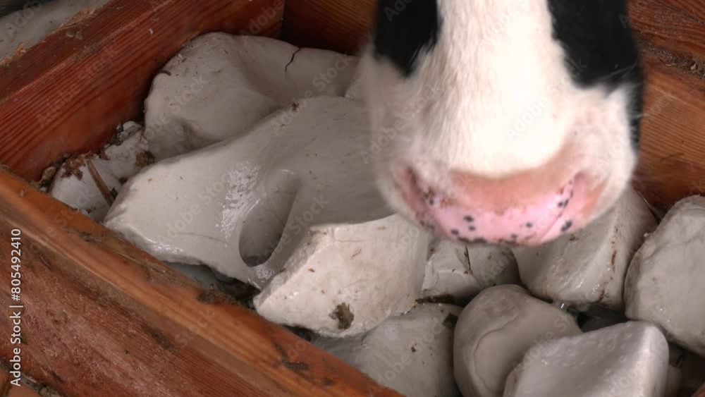 A cow licking salt stones in the barn. Simmental cattle. Dairy farm ...