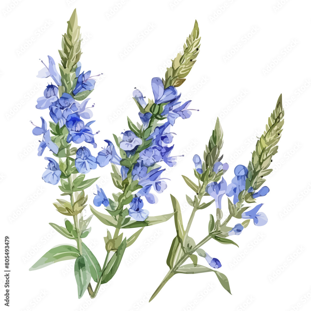Watercolor drawing clipart of veronica flower (Salvia), isolated on a ...