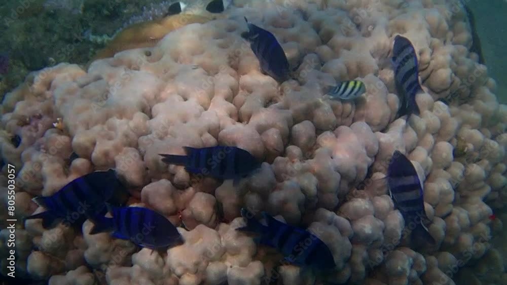 Mass spawning of coral fish with common name Sergeant major, it belongs ...