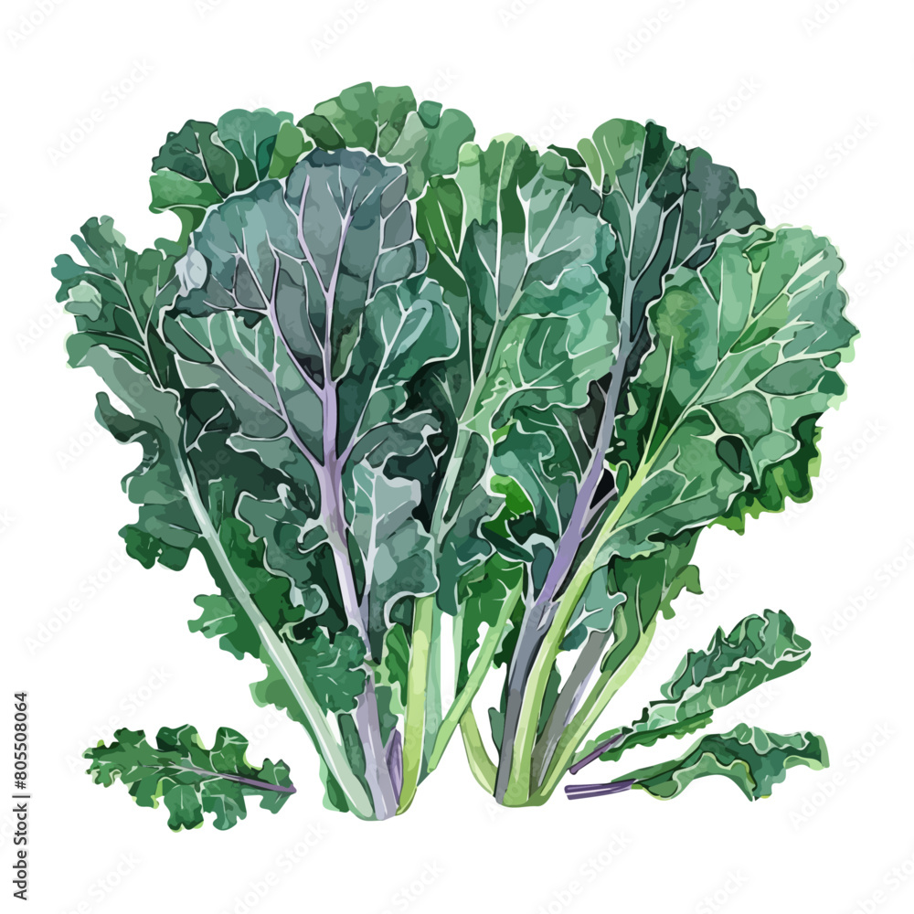 Watercolor drawing vector of kale, isolated on a white background ...