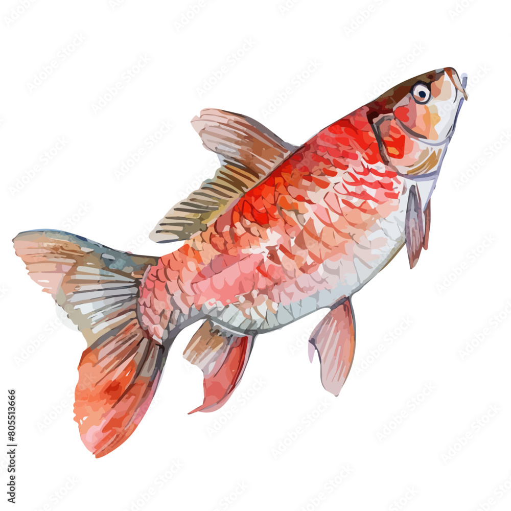 Watercolor drawing of a kol carp (koi carp) fish, isolated on a white ...