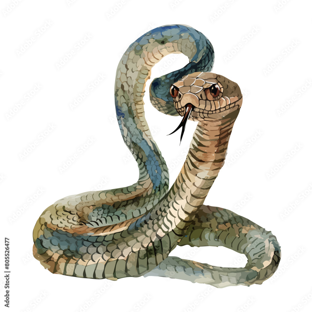 Watercolor vector of a Cobra snake, isolated on a white background ...