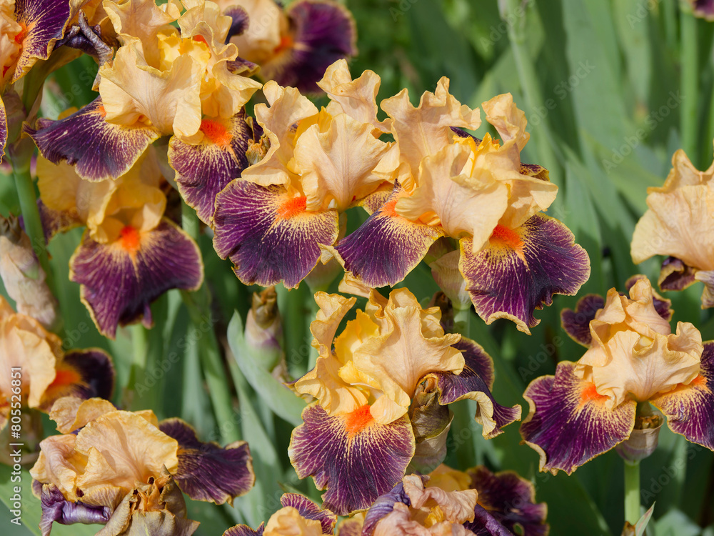 Iris 'Delirium' or intermediate Bearded iris (Iris barbata) with ...