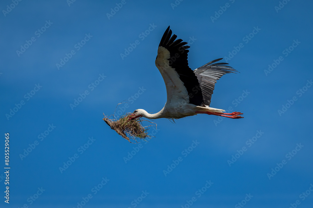 Stork in flight. Stork in their natural environment. Stock Photo ...