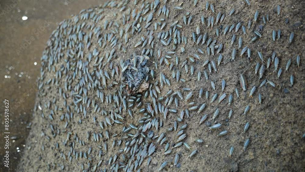 A swarm of Ligia oceanica or sea roach in Jeju Island, South Korea. Sea ...