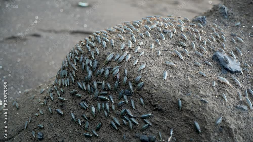 A swarm of Ligia oceanica or sea roach in Jeju Island, South Korea. Sea ...