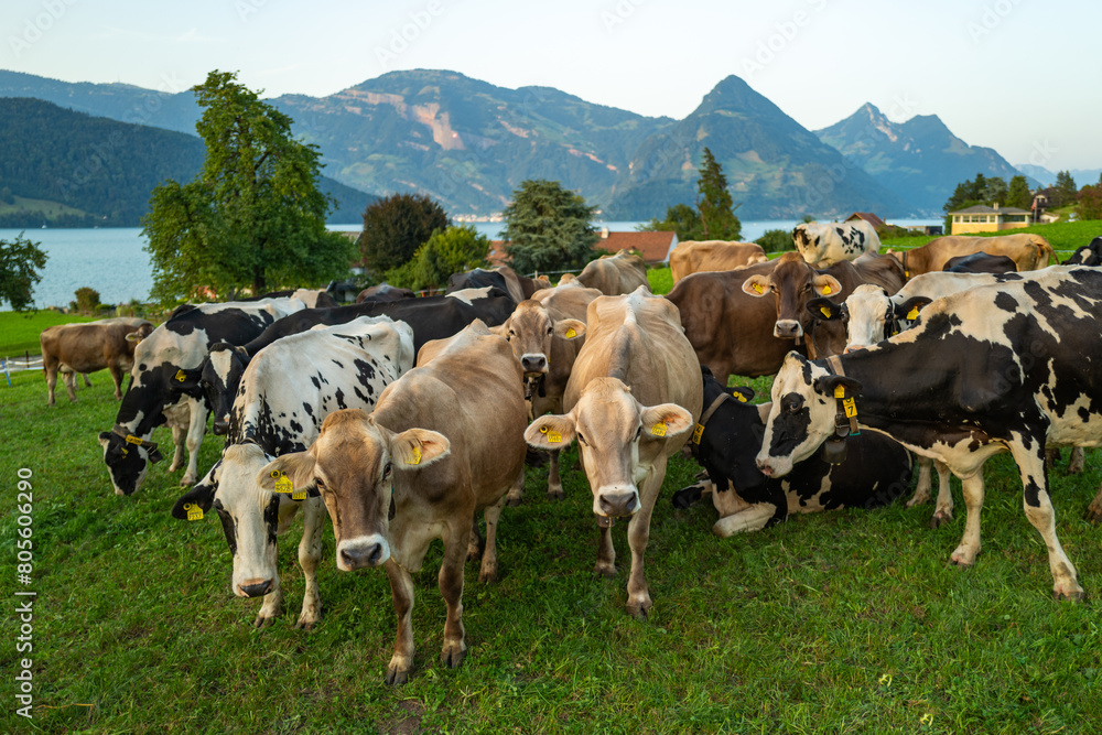 Jersey Cow grazes in alpine meadows. Cows at sunset. Cow on a green ...