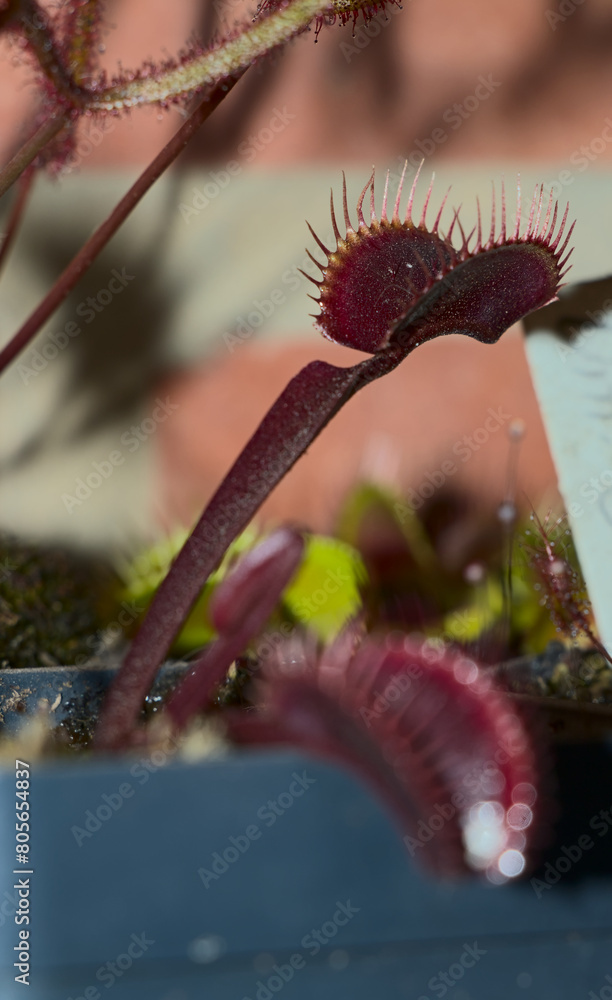 Venus flytrap Dionaea muscipula planted in a pot with its red traps ...