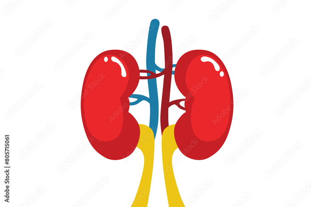 The kidneys are two reddish-brown bean-shaped blood-filtering organs ...