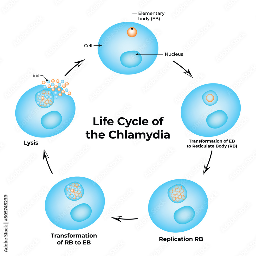 Vetor de Life Cycle of The Chlamydia Science Design Vector Illustration ...