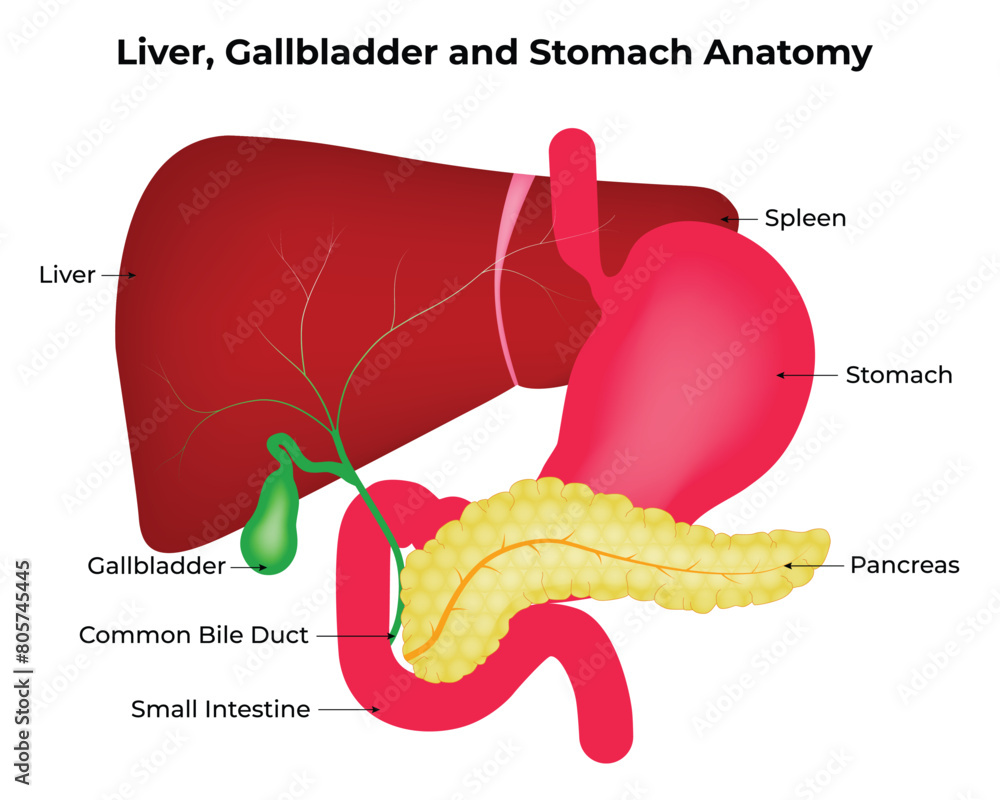 Liver, Gallbladder, and Stomach Anatomy Science Design Vector ...