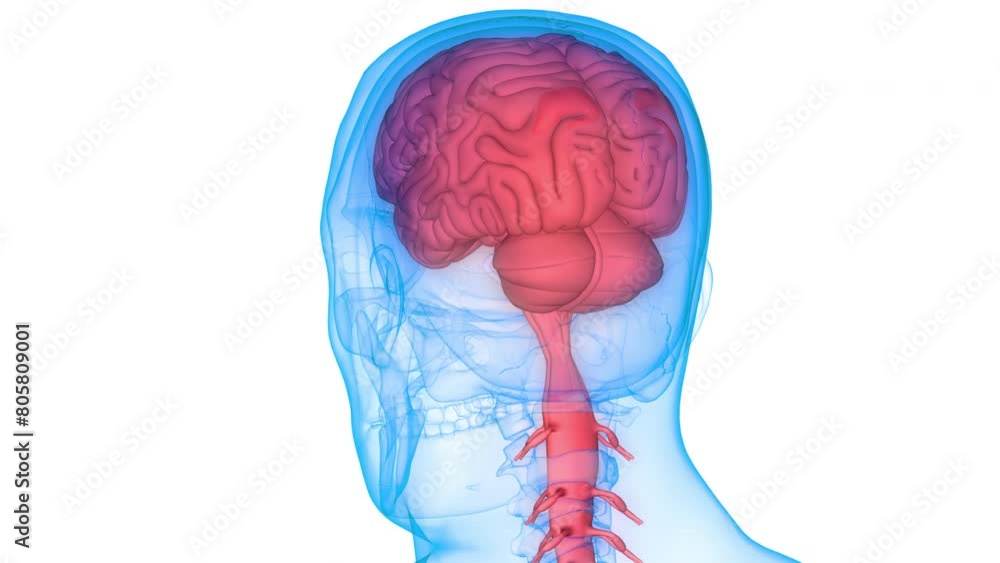 Central Organ of Human Nervous System Brain Anatomy Animation Concept ...