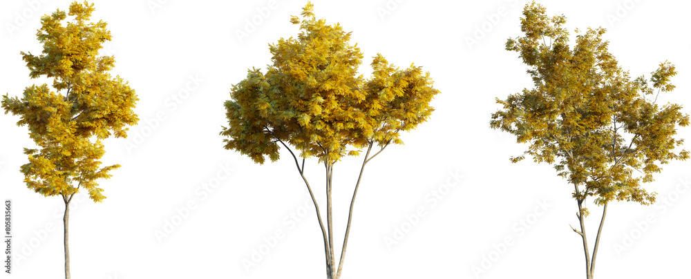 Ash tree autumn 4k png cutout transparent background Stock Illustration ...