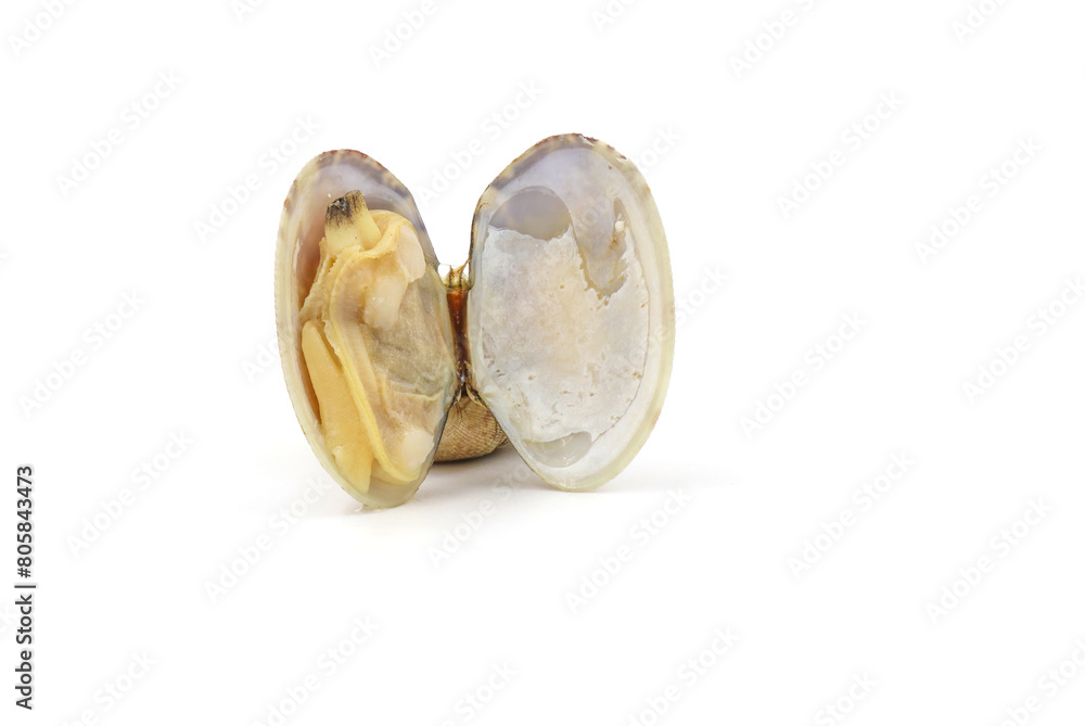 Closed up fresh baby clams, venus shell, shellfish, carpet clams, short ...