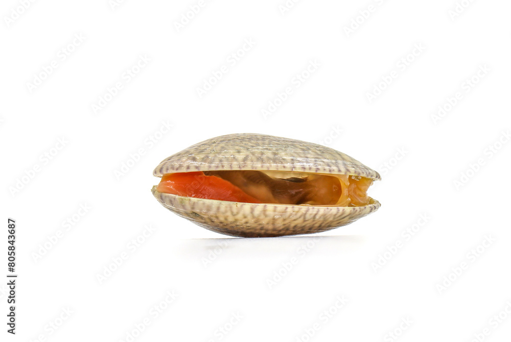 Closed up fresh baby clams, venus shell, shellfish, carpet clams, short ...