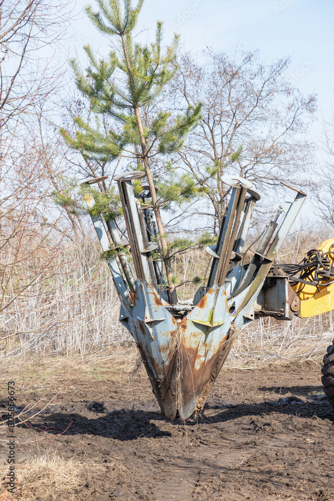 Tree transplanter heavy machine shovel with pine tree. Planting of tree ...