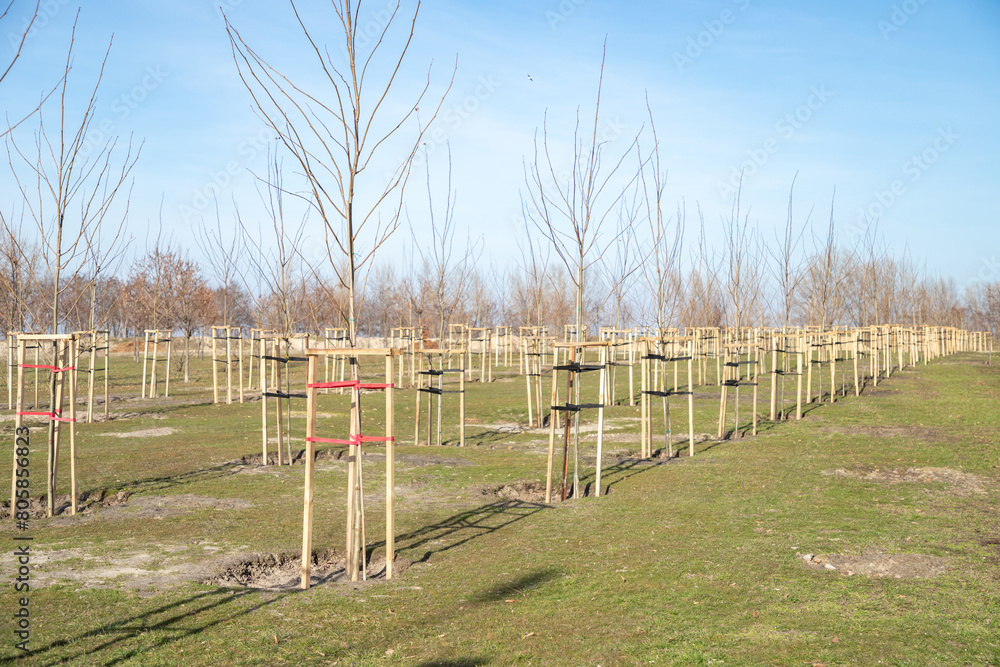 Young trees planted in a row in the new city park. Young trees with ...