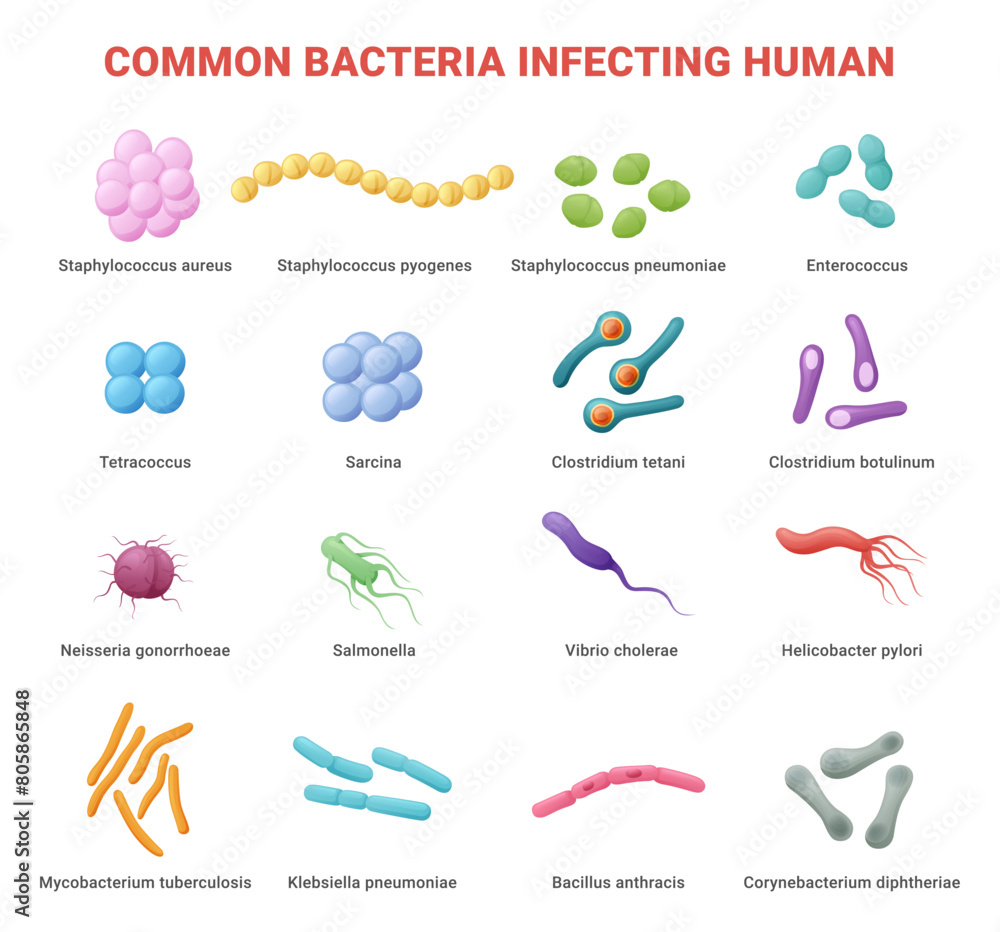 Poster Common bacteria infecting human medical educational poster ...