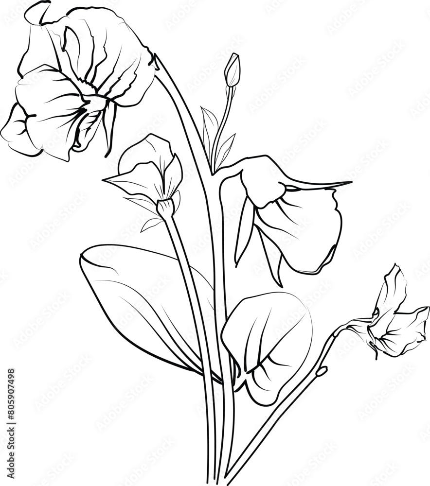 Sweet pea fower drawings, sweet pea flower coloring pages, sweet pea ...