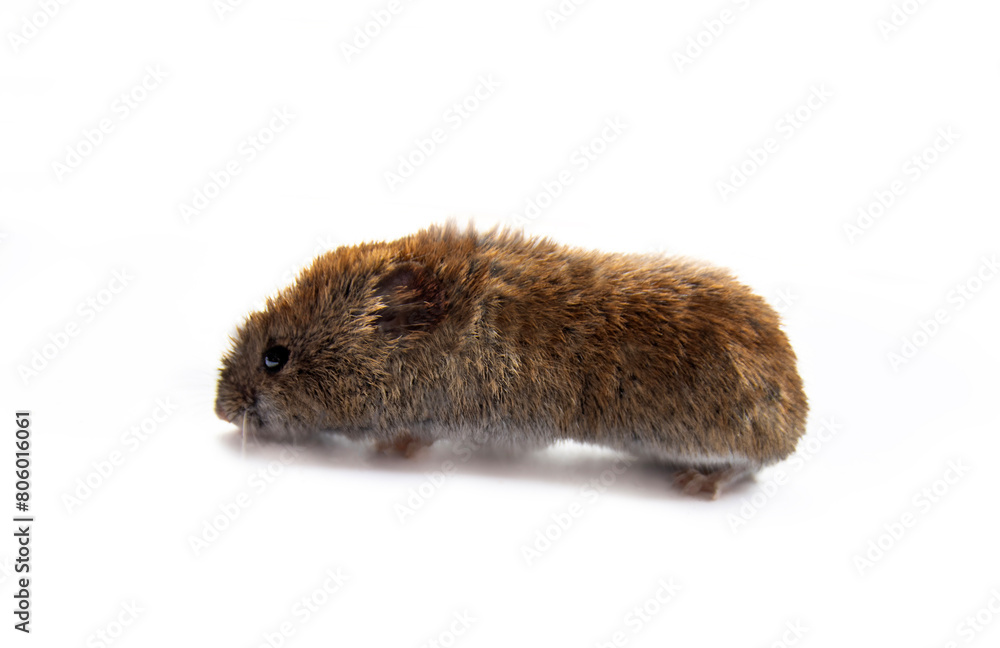 Theriology and deratization. Wild forest and field mice (Apodemus and ...