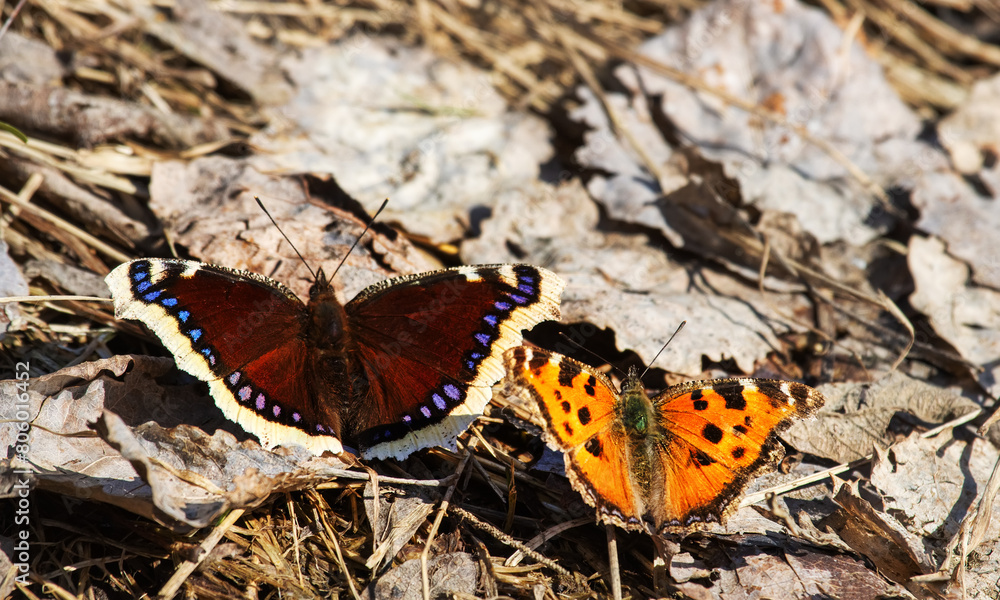Unusual natural phenomenon. Lesser tortoiseshell (Vanessa urticae ...