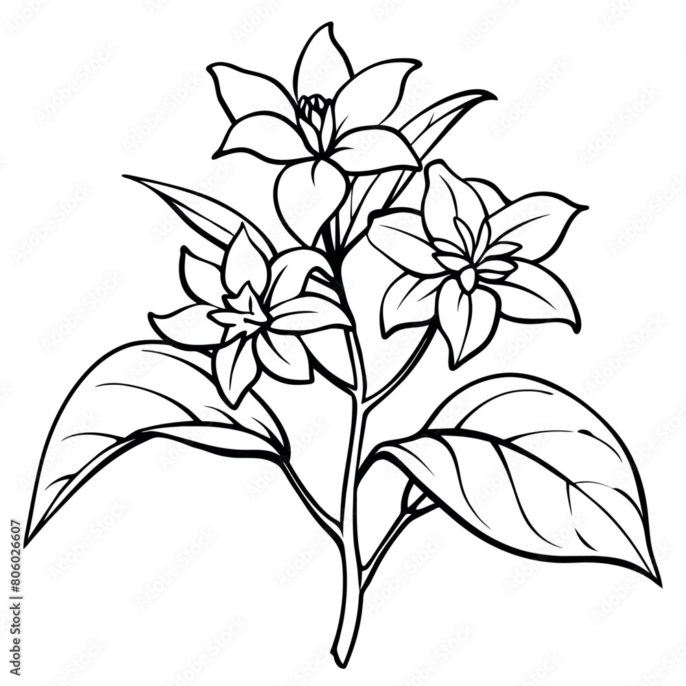 Jasmine flower outline illustration coloring book page design, Jasmine ...