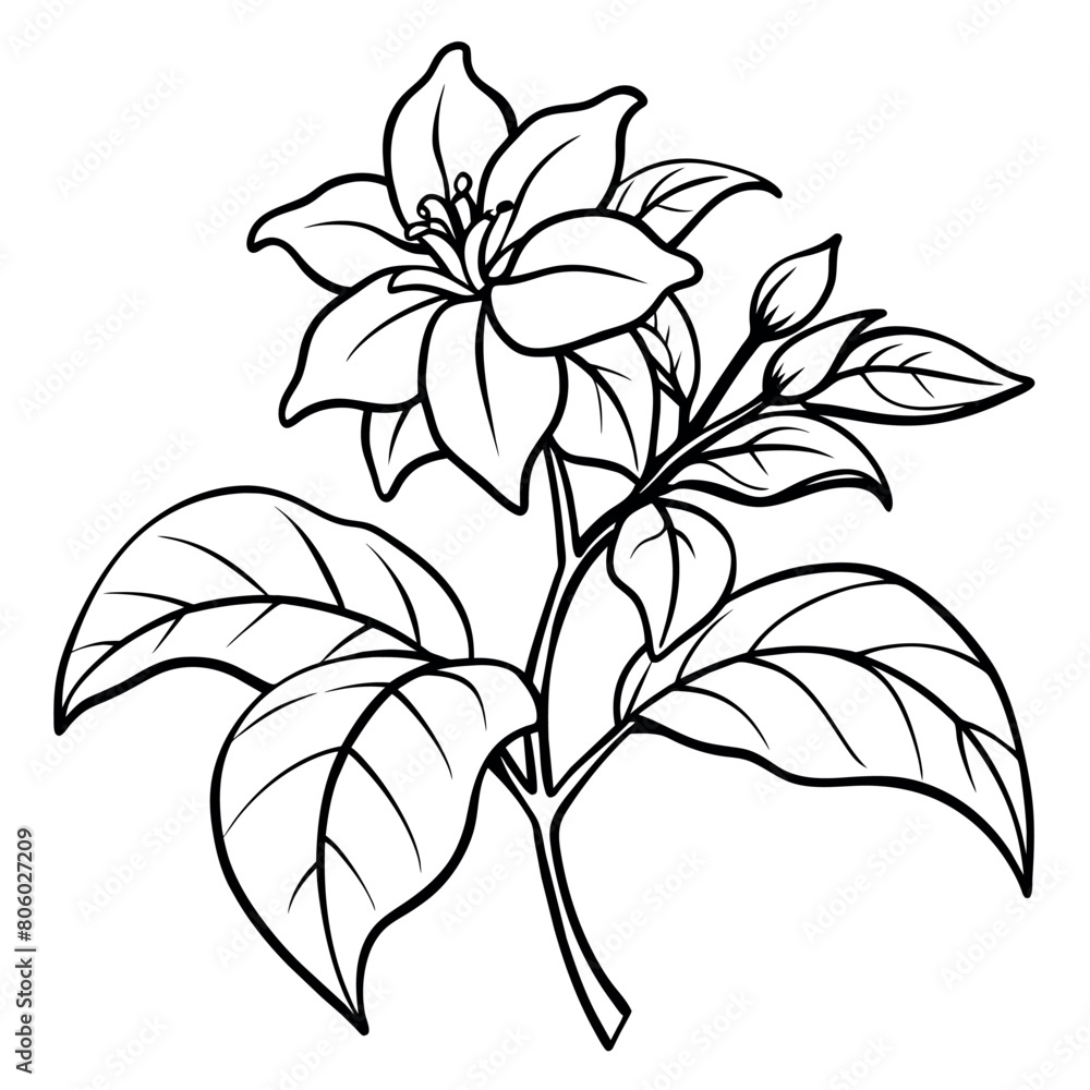 Jasmine flower outline illustration coloring book page design, Jasmine ...