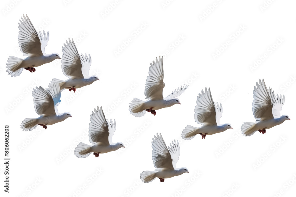 set of Flying Doves PNG group of Birds flying in the sky isolated on ...