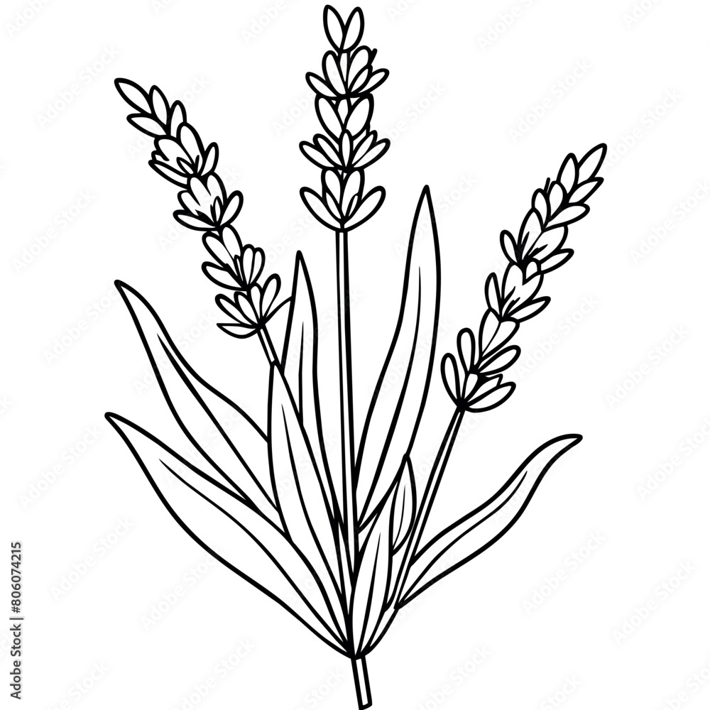 Lavender flower outline illustration coloring book page design Stock ...