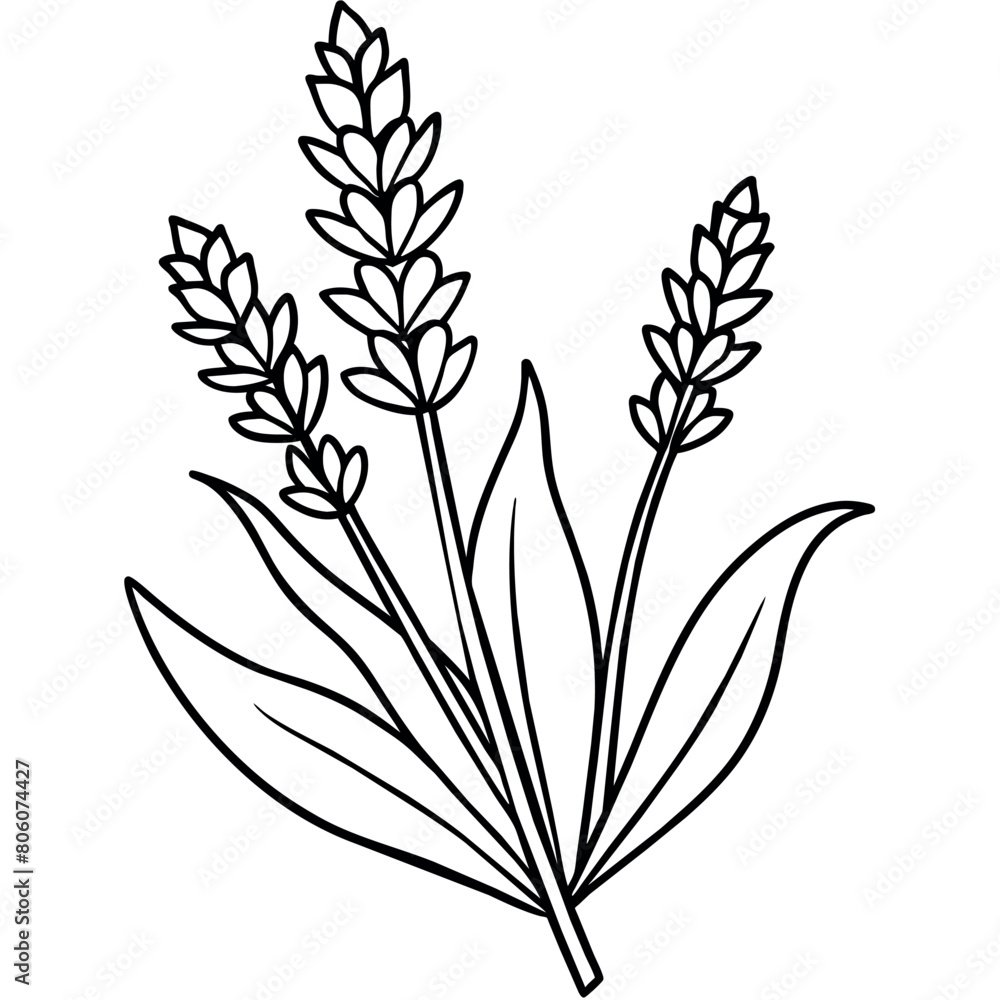 Lavender flower outline illustration coloring book page design Stock ...