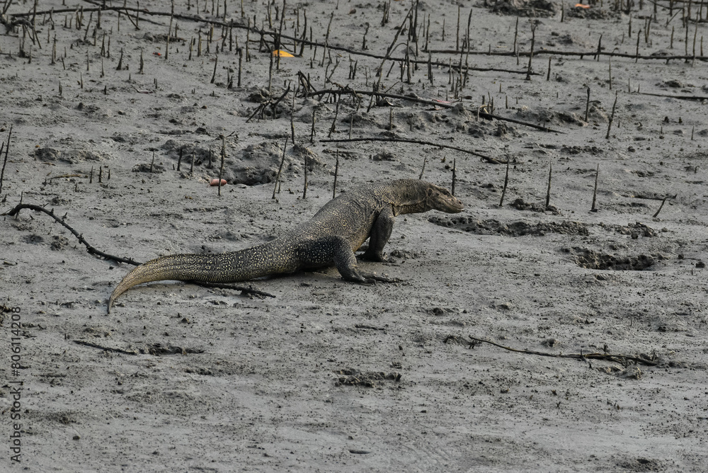 Monitor Lizard in Mangrove forest. This photo was taken in Sundarbans ...