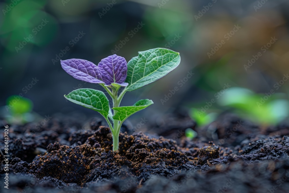 Young plant sprouting from rich soil, showcasing vibrant green and ...