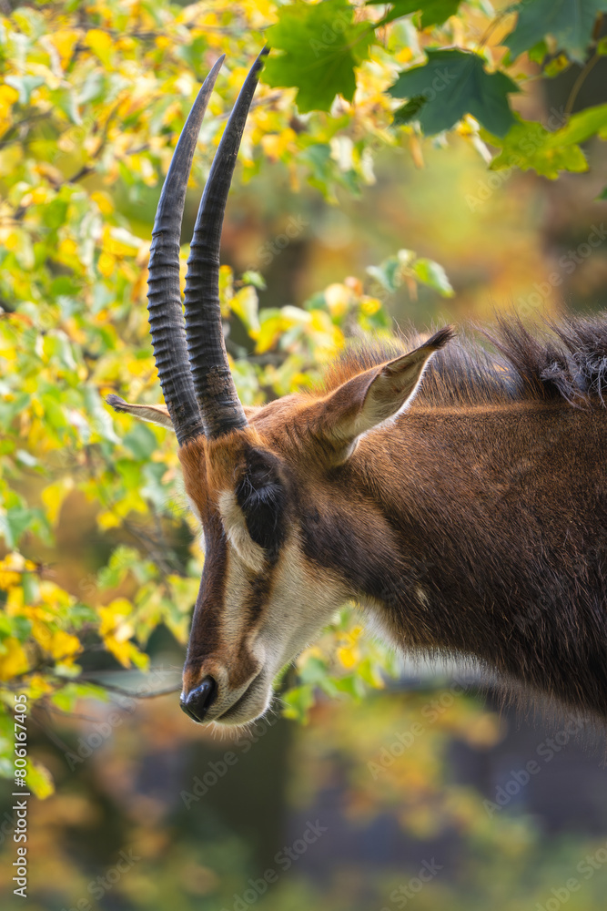 Sable Antelope - Hippotragus niger, portrait of beautiful large ...