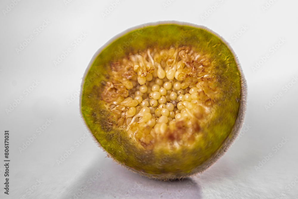 Cluster fig tree, Goolar, (Gular), Fig, (Ficus racemosa). Cluster Fig ...