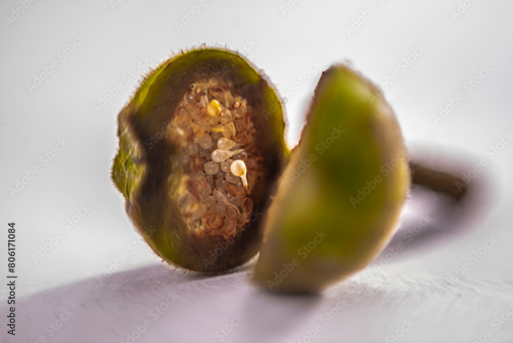 Cluster fig tree, Goolar, (Gular), Fig, (Ficus racemosa). Cluster Fig ...