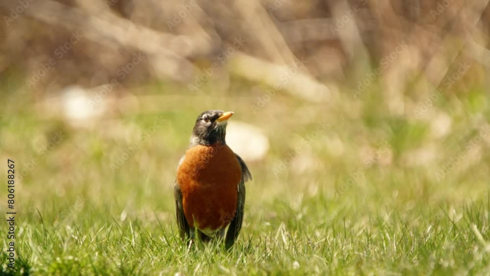 American robin turning his head, facing the camera and leaving the ...