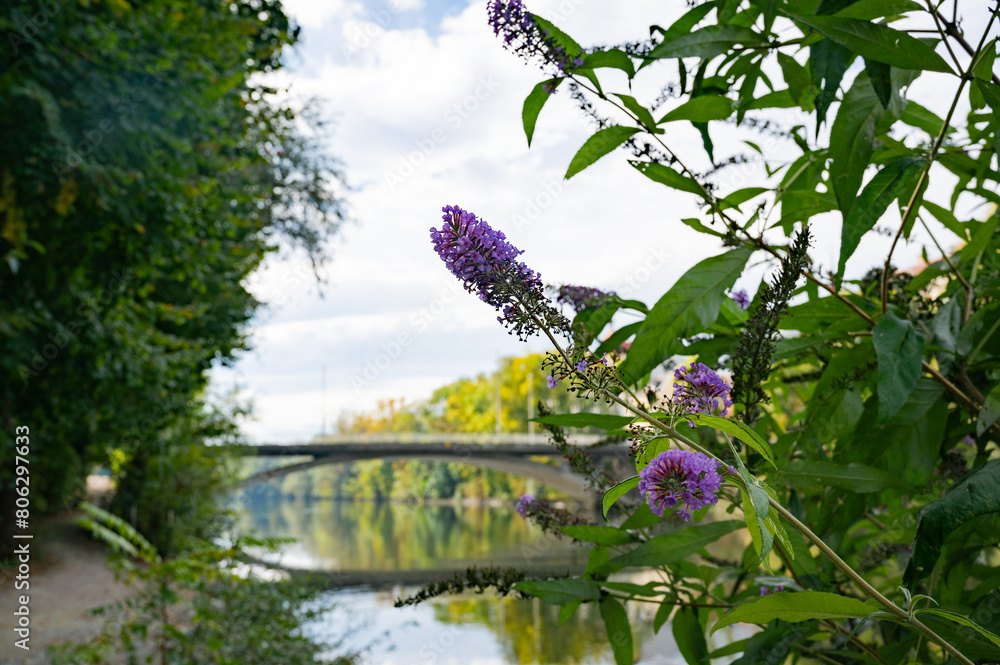 Purple, violet and lilac flowers of Buddleja davidii closeup on the ...